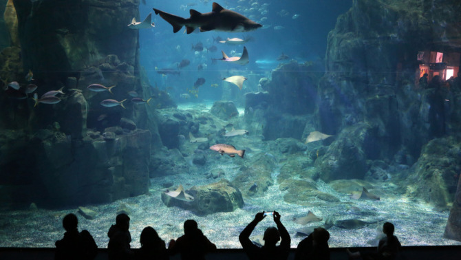 Billete para el acuario de Estambul y billete para el traslado [Reserva ...